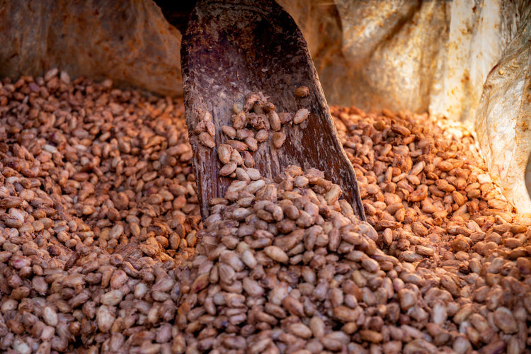 What is Fermentation in Chocolate & How does it Happen?